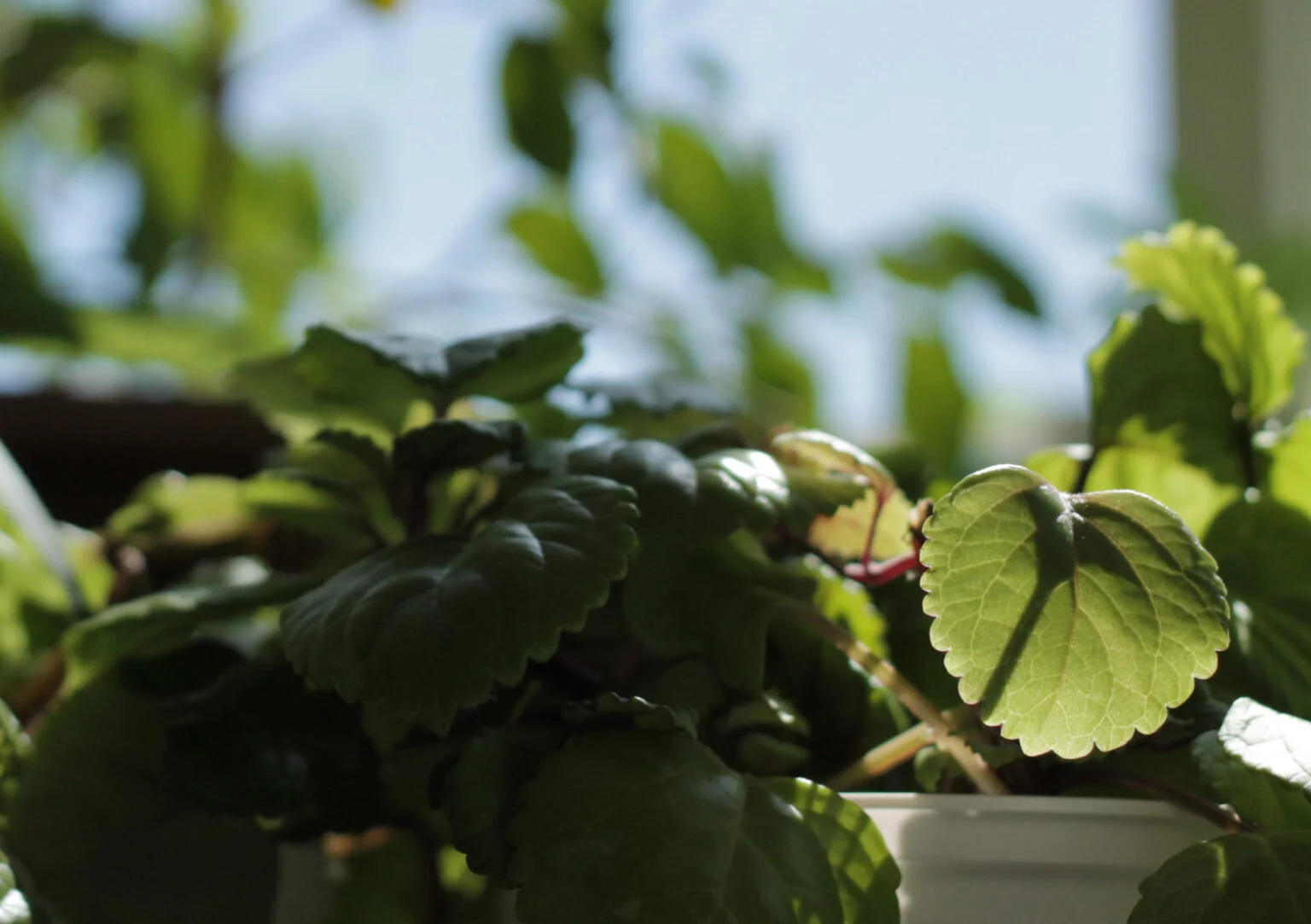 What is the Bill W. Plant? | Swedish Ivy | Sobriety Plant